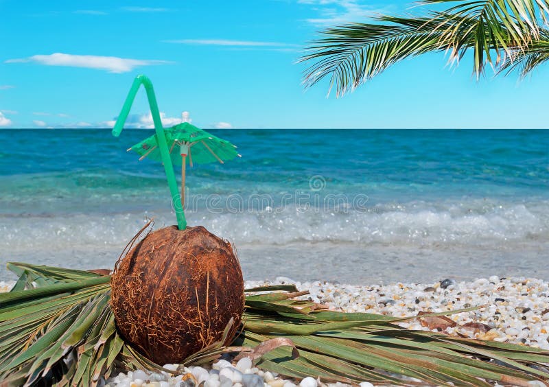 Rama y coco de la palma imagen de archivo. Imagen de playa - 32668863