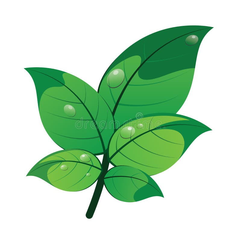 Rama y hoja con rocío ilustración del vector. Ilustración de verde ...