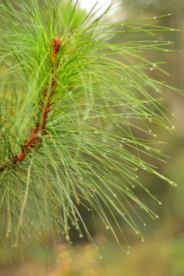 Rama y rocío del pino imagen de archivo. Imagen de estaciones - 36867299