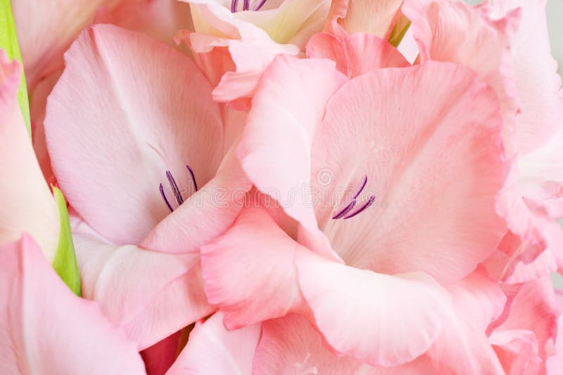 Ramalhete Dos Tipos De Flor Cor-de-rosa Imagem de Stock - Imagem de ...