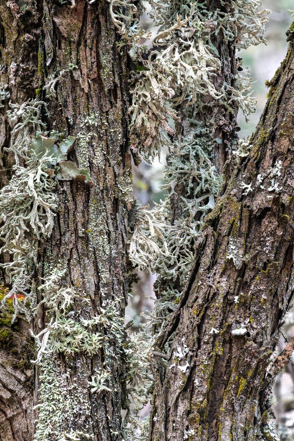 Ramalina Lichen, Green Fruticose Type with Flattened, Strap-like ...