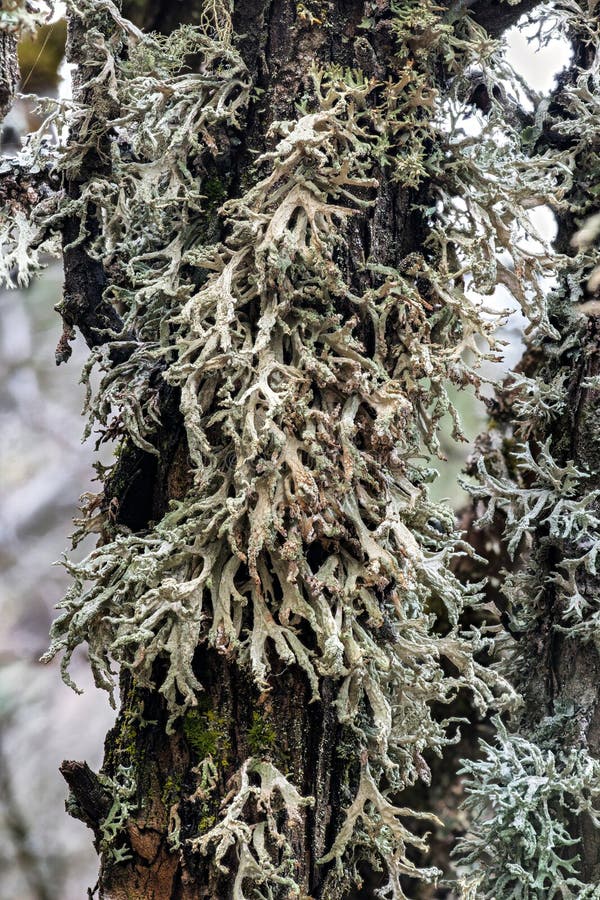 Ramalina Lichen, Green Fruticose Type with Flattened, Strap-like ...