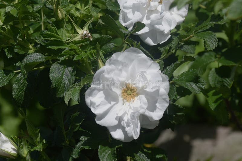 Ramanas rose. stock image. Image of nature, beach, beauty - 218824289