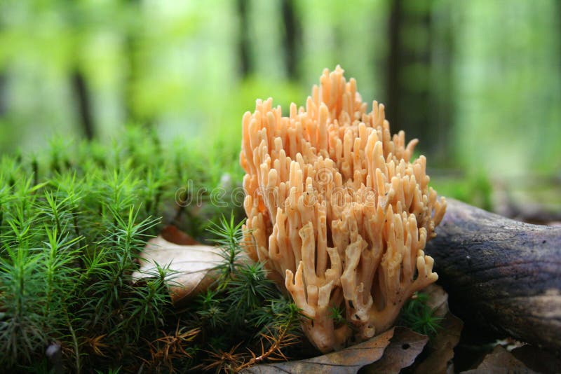 Coral Mushroom Ramaria Flava Changle Stock Photo - Image of golden ...
