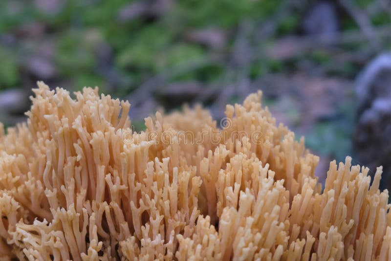 Ramaria Aurea, Coral Mushroom Texture Close-up Stock Photo - Image of ...