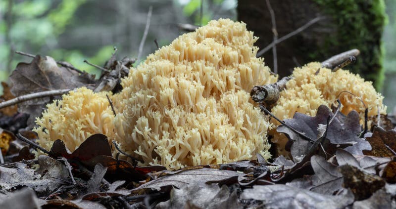 Ramaria Aurea Edible Mushroom in the Forest in the Autumn Stock Photo ...