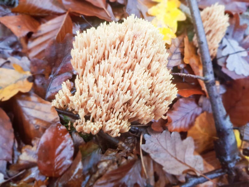 The Ramaria Stricta in Nature Stock Image - Image of netherlands ...