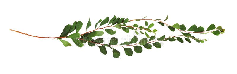 Ramas Con Hojas Verdes Aisladas Foto de archivo - Imagen de follaje ...