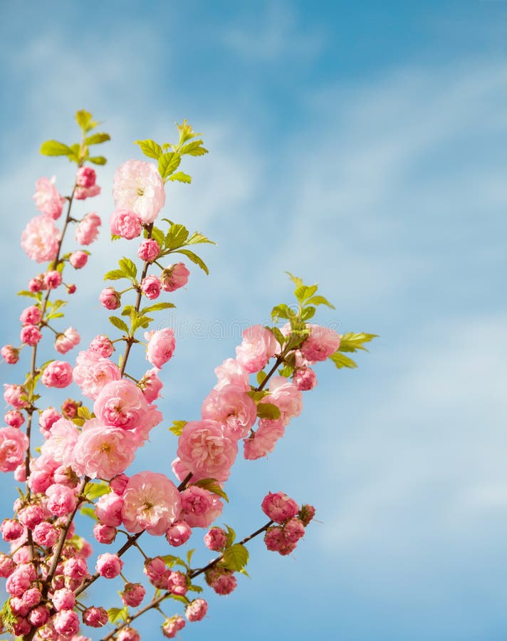 Ramas Con Las Flores Rosadas Hermosas Foto de archivo - Imagen de ...