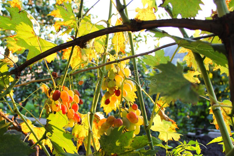 Ramas con las uvas foto de archivo. Imagen de tierra - 50645222