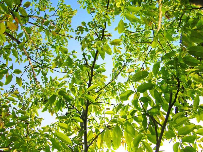 Ramas de árbol de nuez imagen de archivo. Imagen de belleza - 91948447