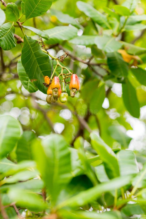 856 árbol Del Anacardo Fotos - Libres de Derechos y Gratuitas de Dreamstime