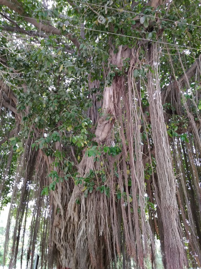 Ramas de baniano imagen de archivo. Imagen de dispersado - 121884393
