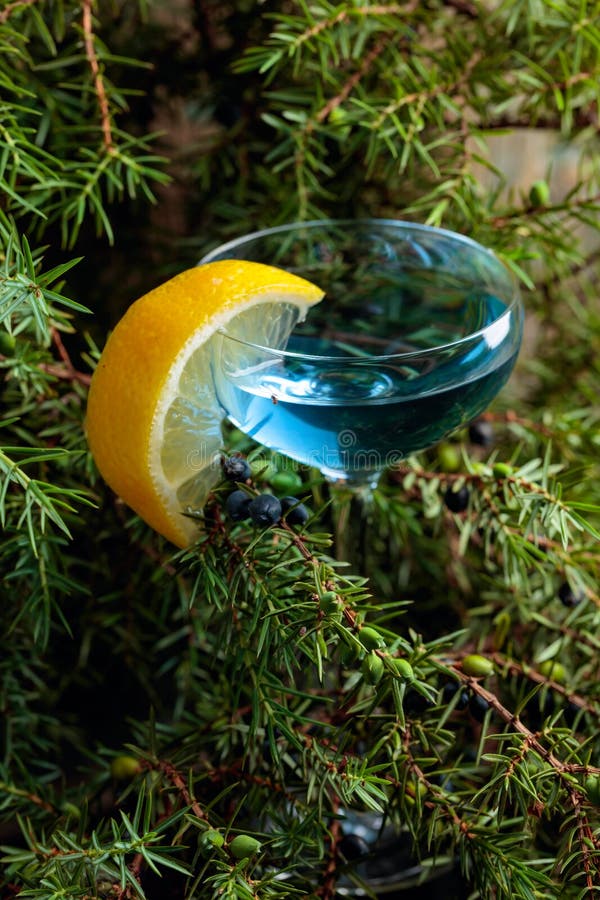 Ramas De Ginebra Azul Y Enebro Con Bayas Imagen de archivo - Imagen de ...