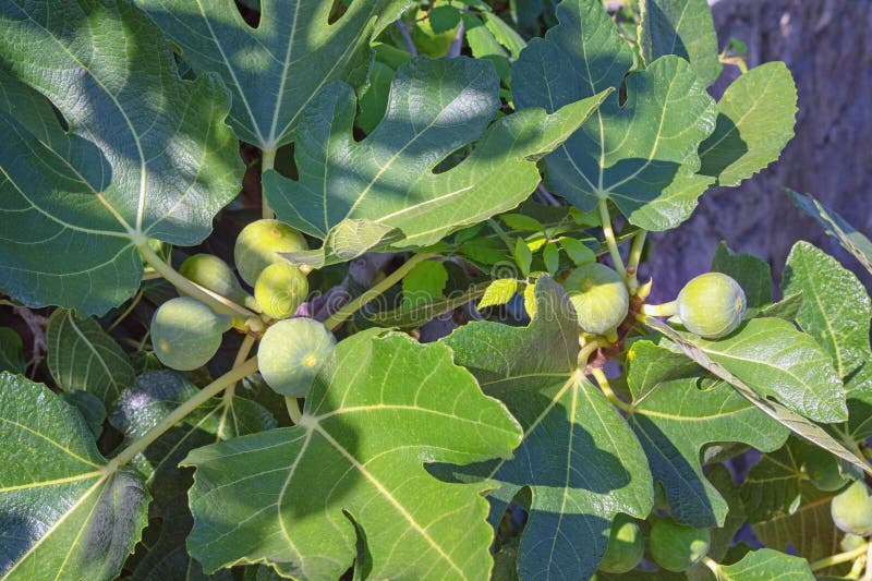 Ramas De Higo Con Hojas E Higos Imagen de archivo - Imagen de asoleado ...