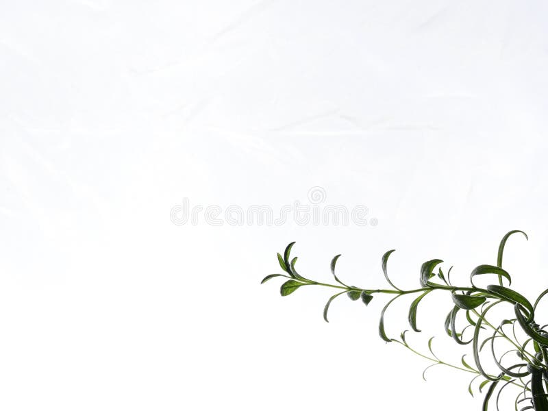 Ramas De Hojas De Lavanda Verde Iluminadas Con Fondo Blanco Imagen de ...