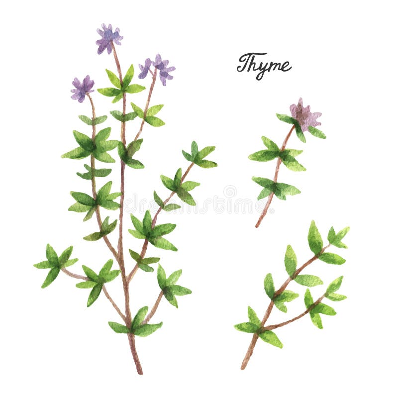 Ramas De La Acuarela Y Hojas Del Tomillo Ilustración del Vector ...