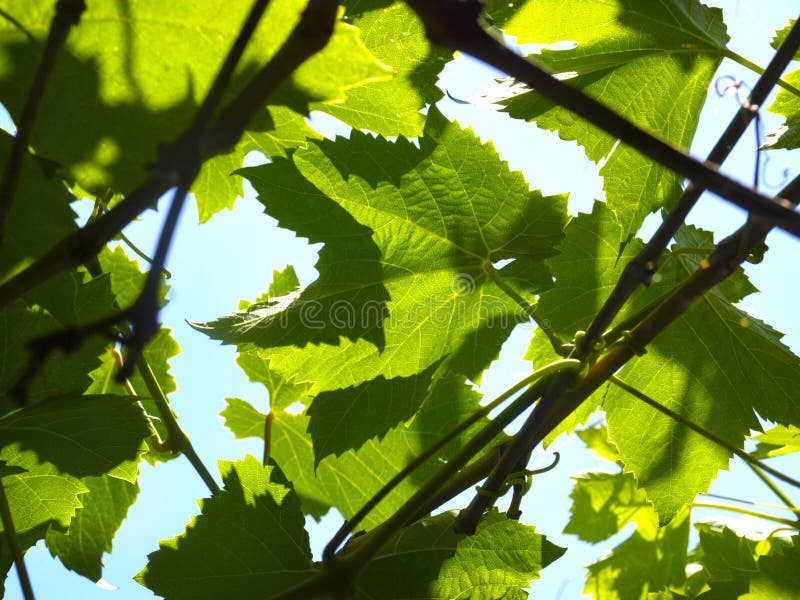 Ramas de la vid foto de archivo. Imagen de crecimiento - 94874396