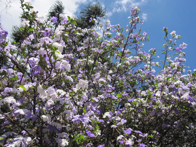 Árbol de Manaca foto de archivo. Imagen de ramificación - 100877332