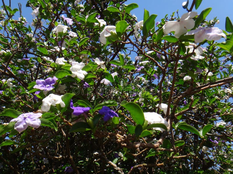 Árbol de Manaca foto de archivo. Imagen de detalle, cubo - 100877332