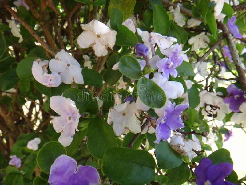 Árbol de Manaca foto de archivo. Imagen de detalle, cubo - 100877332
