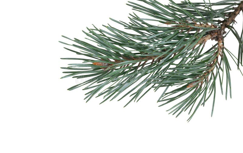 Ramas De Pino Aisladas En Fondo Blanco Imagen de archivo - Imagen de ...