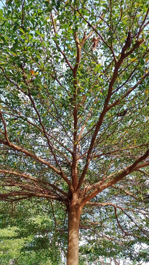 A Ramas De Terminalia Mantaly Foto de archivo - Imagen de sunlight ...