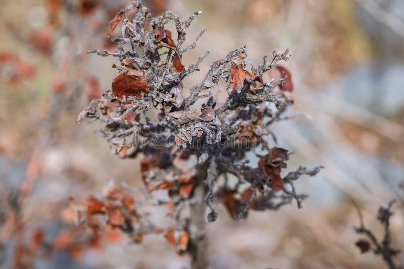 Ramas De Un Arbusto Muerto Con Las Hojas Secadas Imagen de archivo ...