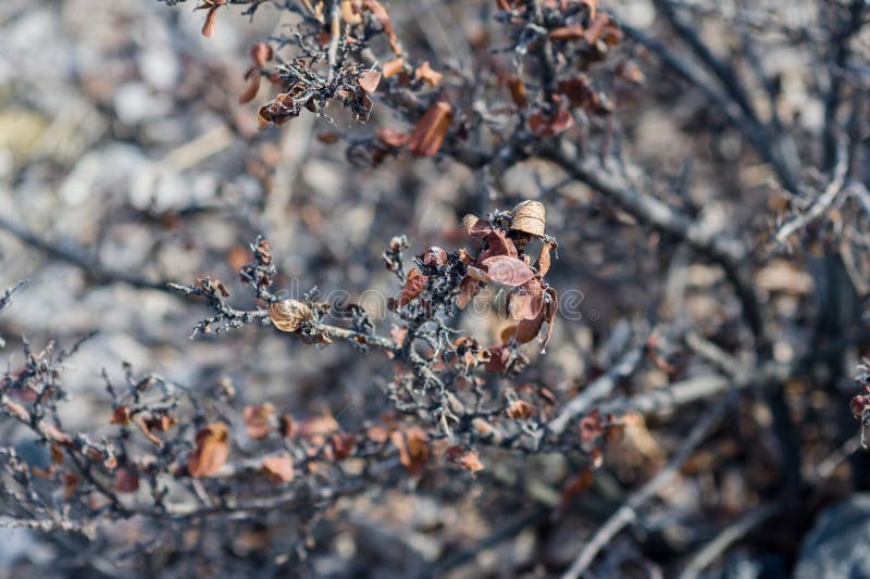 Ramas De Un Arbusto Muerto Con Las Hojas Secadas Foto de archivo ...