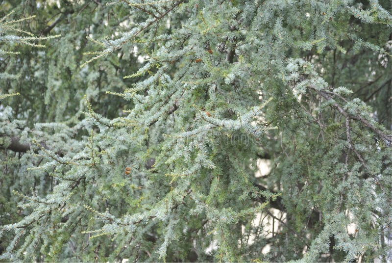 Cedro libanés imagen de archivo. Imagen de libanés, líbano - 16167737