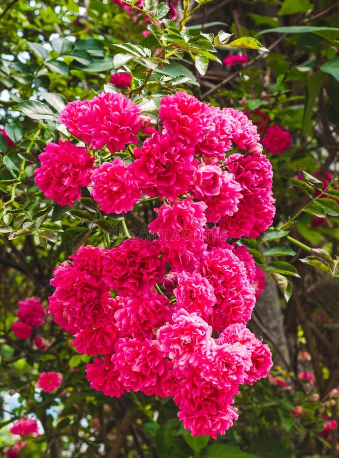 Ramas De Una Rosa Rosa Rosa Rosa Floreciente. Foto de archivo - Imagen ...