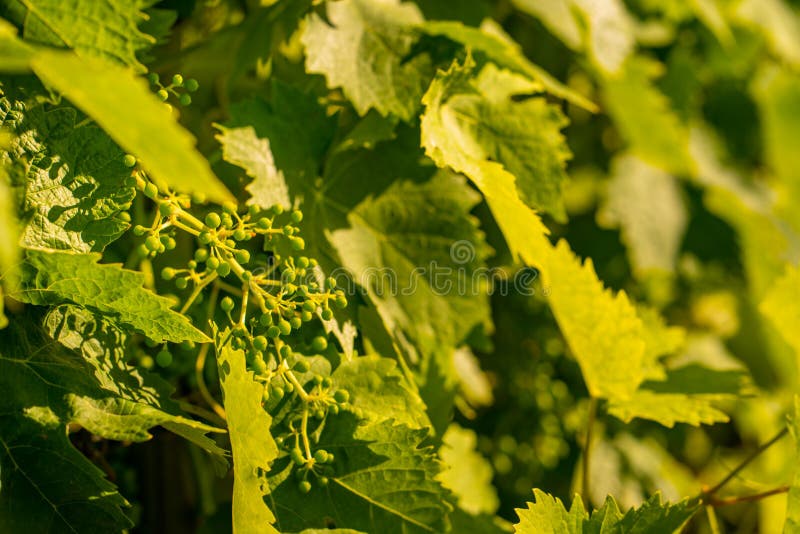 Ramas de uvas imagen de archivo. Imagen de fondo, verde - 124739817
