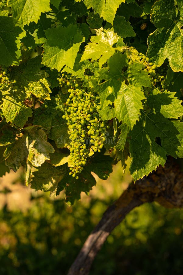 Ramas de uvas foto de archivo. Imagen de exterior, manojo - 124739972