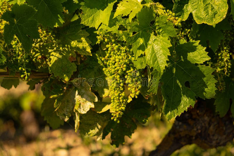 Ramas de uvas foto de archivo. Imagen de travieso, cosecha - 124740026