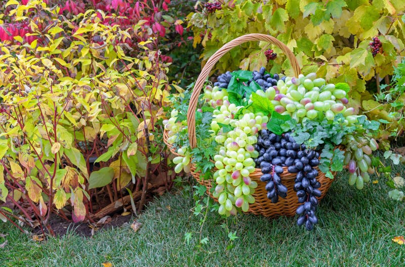 Ramas De Uvas Negras Y Blancas En Una Cesta De Mimbre En Una Bodega ...