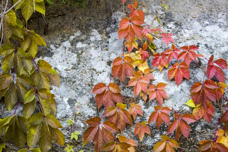 Ramas de uvas salvajes foto de archivo. Imagen de brillante - 129900258