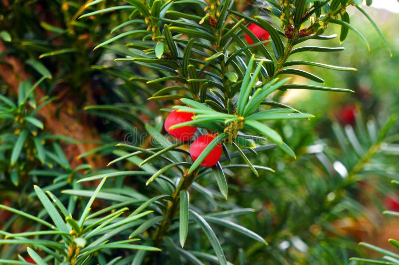 Ramas De Yew Tree Taxus Cuspidata Con Bayas Rojas Imagen de archivo ...