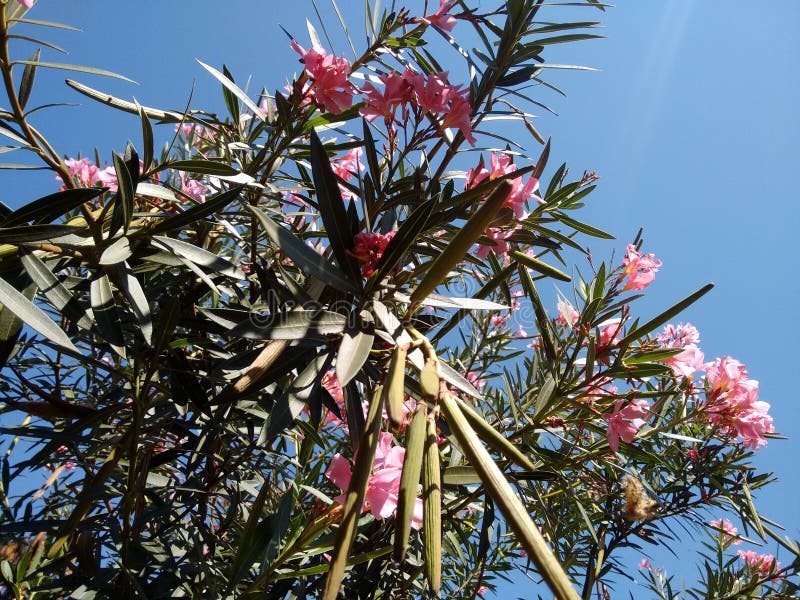Ramas Del Adelfa Con Las Flores Y Las Vainas Foto de archivo - Imagen ...