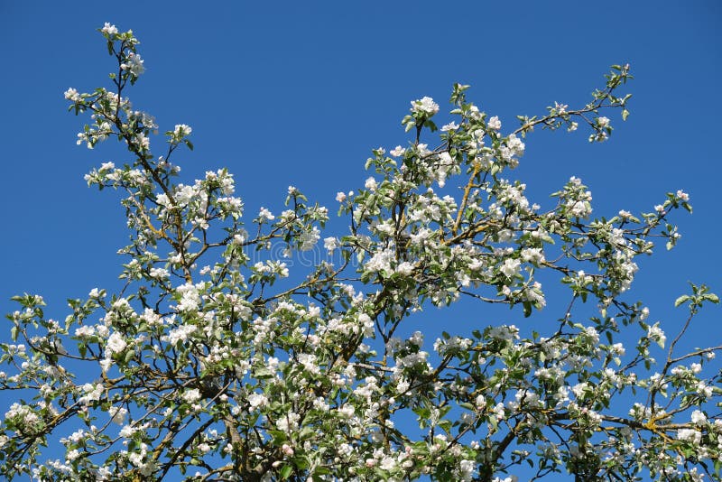 Ramas Floridas De Un Manzano Foto de archivo - Imagen de planta ...