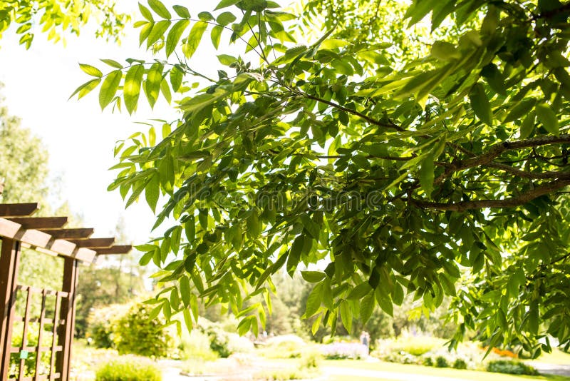 Ramas Manchurias De La Nuez Foto de archivo - Imagen de colorido ...