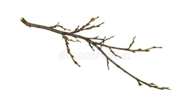 Ramas secas aisladas foto de archivo. Imagen de ramificaciones - 229534368