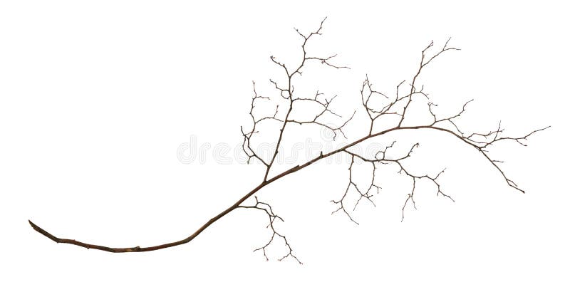 Ramas secas aisladas foto de archivo. Imagen de recorte - 245153074
