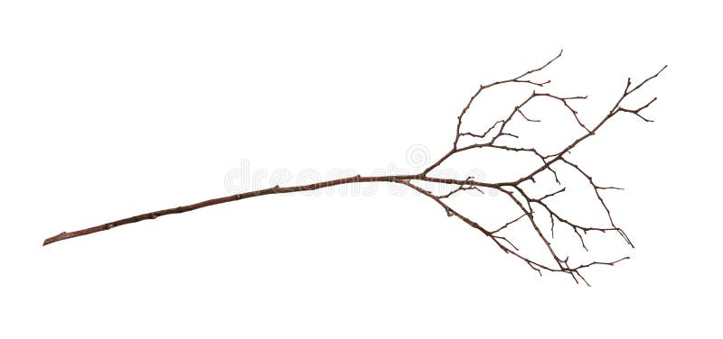 Ramas secas aisladas imagen de archivo. Imagen de textura - 245153079