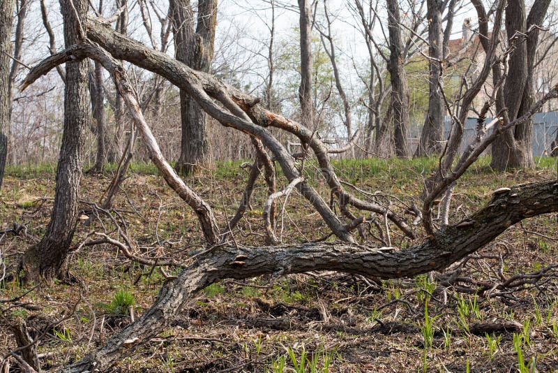 Ramas secas de árboles foto de archivo. Imagen de viejo - 53597780