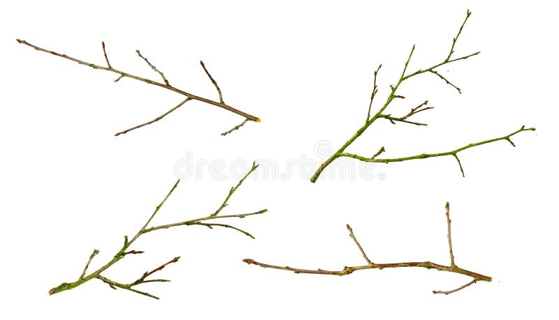 Ramas Secas Sobre Fondo Blanco Aislado Foto de archivo - Imagen de ...