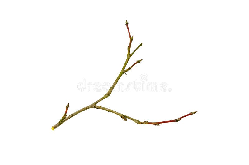 Ramas Secas Sobre Fondo Blanco Aislado Imagen de archivo - Imagen de ...