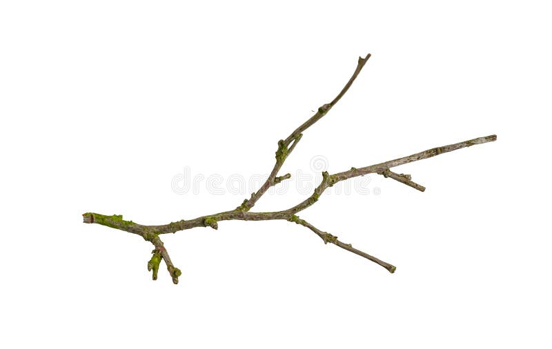Ramas Secas Sobre Fondo Blanco Aislado Imagen de archivo - Imagen de ...