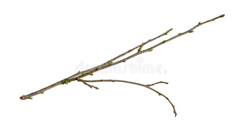 Ramas Secas Sobre Fondo Blanco Aislado Imagen de archivo - Imagen de ...