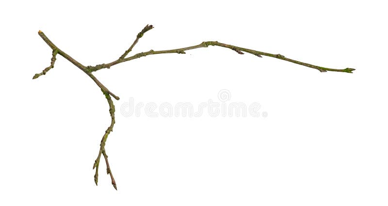 Ramas Secas Sobre Fondo Blanco Aislado Imagen de archivo - Imagen de ...