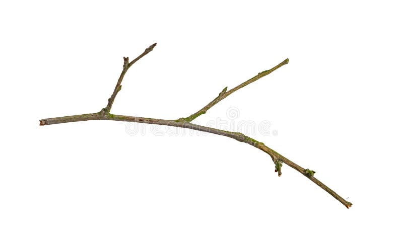 Ramas Secas Sobre Fondo Blanco Aislado Imagen de archivo - Imagen de ...